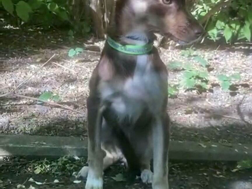 Маленькая собачка в добрые руки