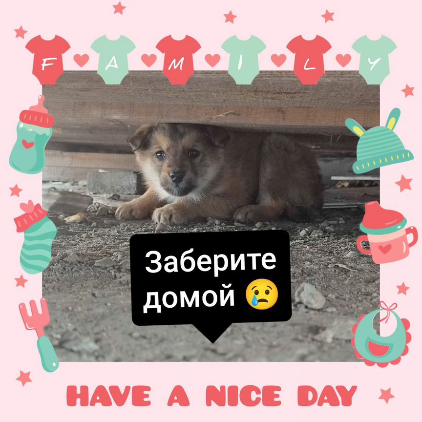 Щенок под шаурмой мальчик в добрые руки