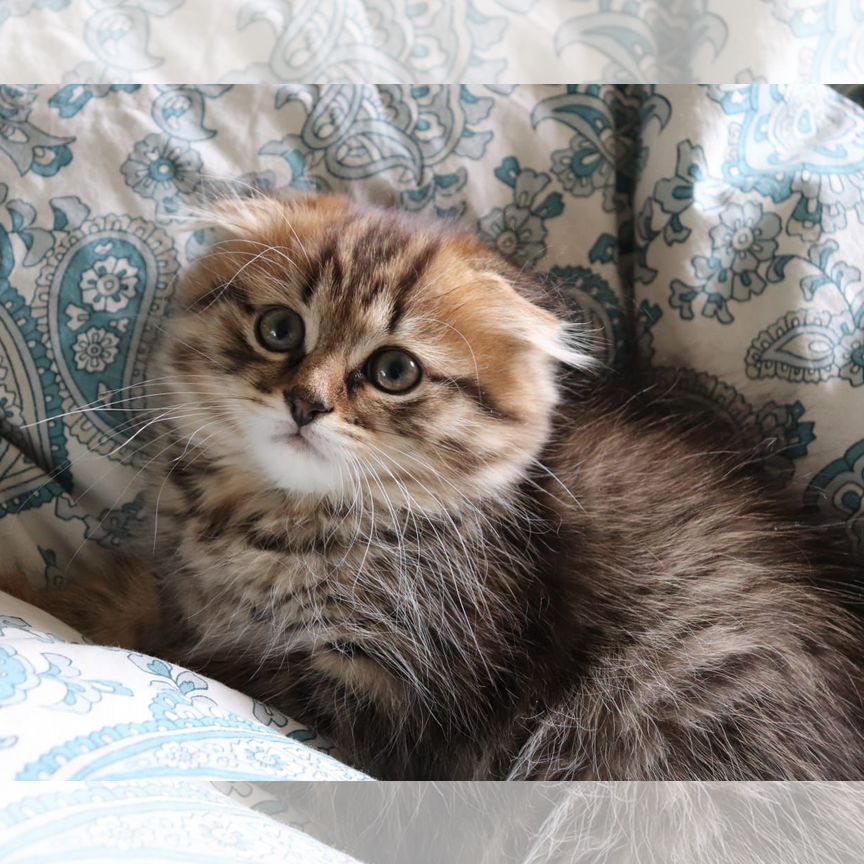 Шотландская вислоухая