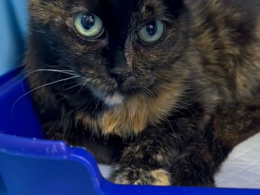 Стелла и её последний день в тепле и безопасности