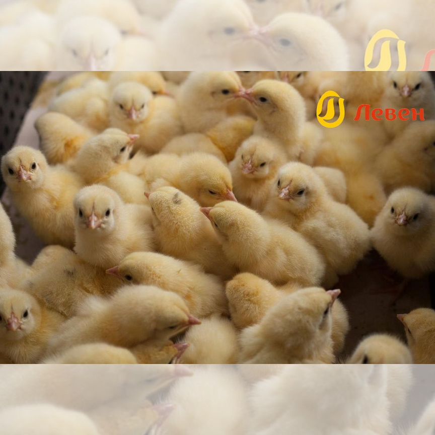 Суточные цыплята бройлеры кобб-500 и росс-308