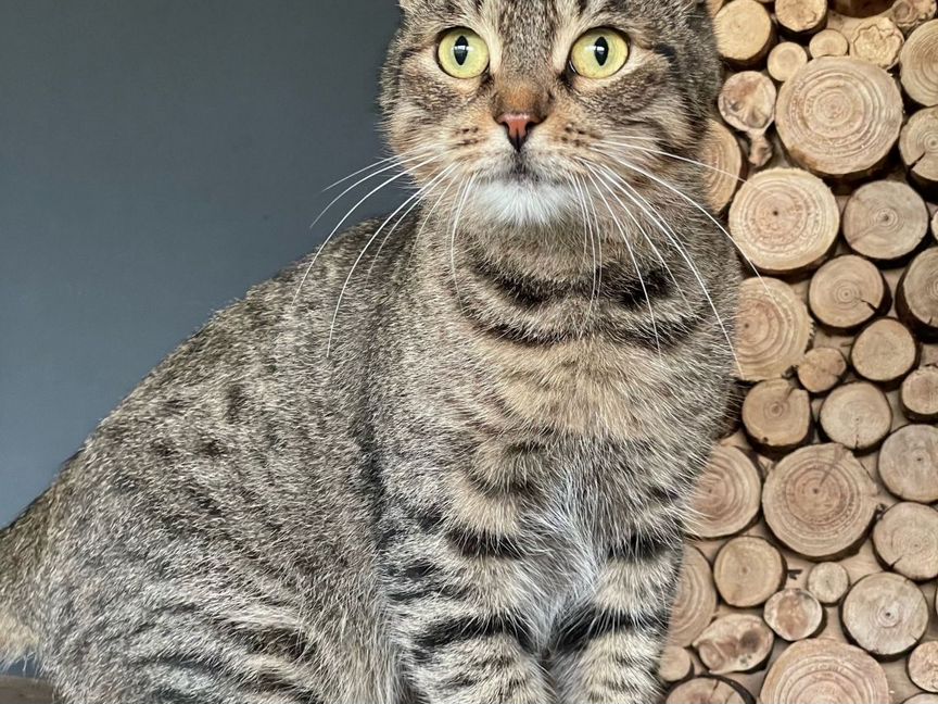 Красивая тигровая кошка