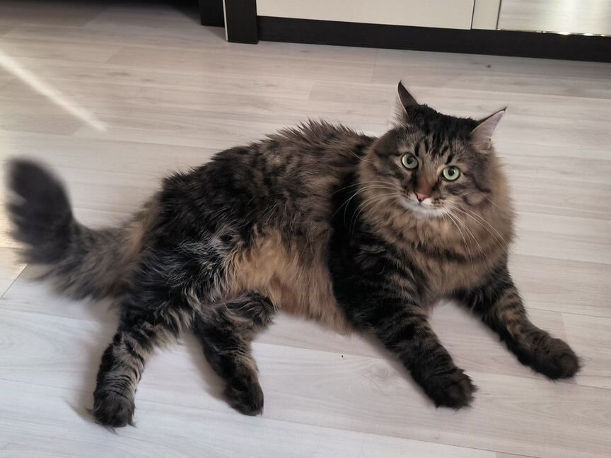 Мейн-кун метис в поисках семьи