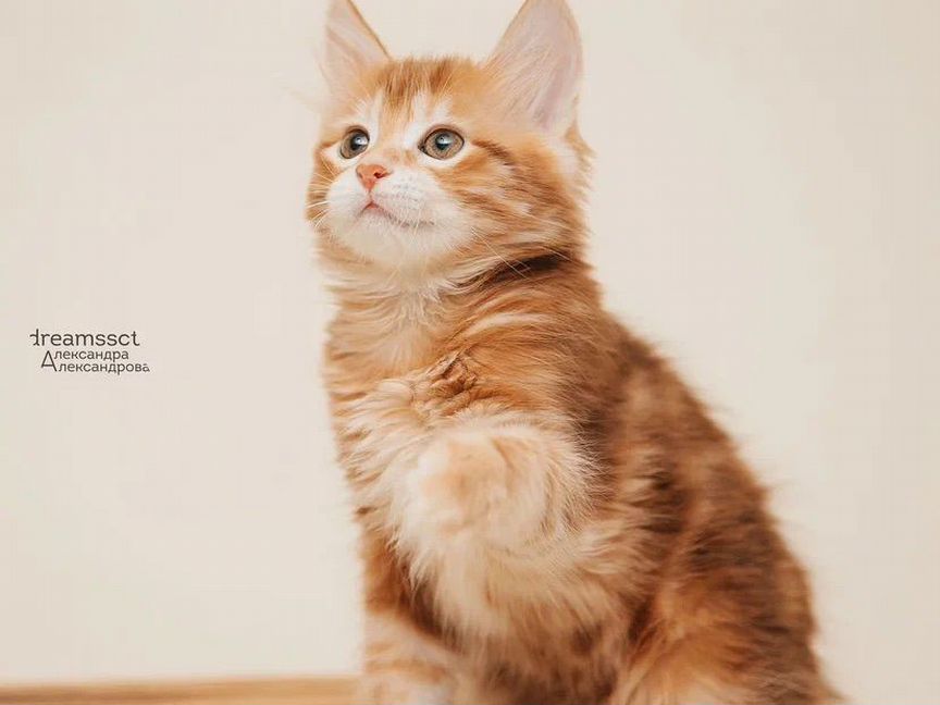 Курильский бобтейл