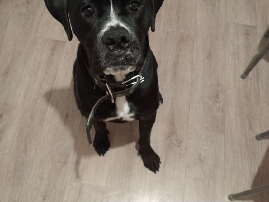 Кане Корсо в добрые руки