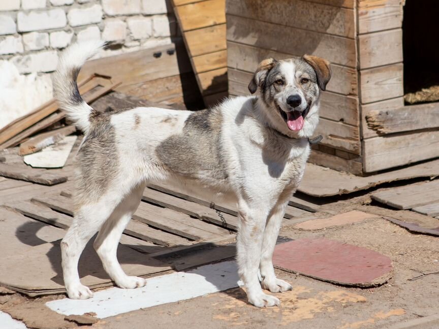 Собака в добрые руки