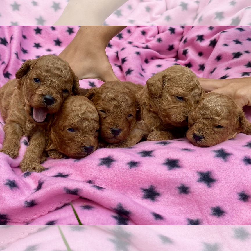 Мальтипу ф1 микро