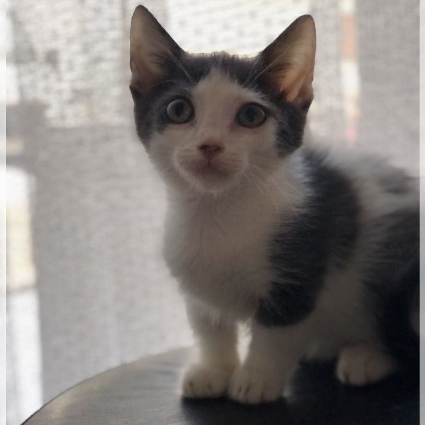 Манчкин котёнок