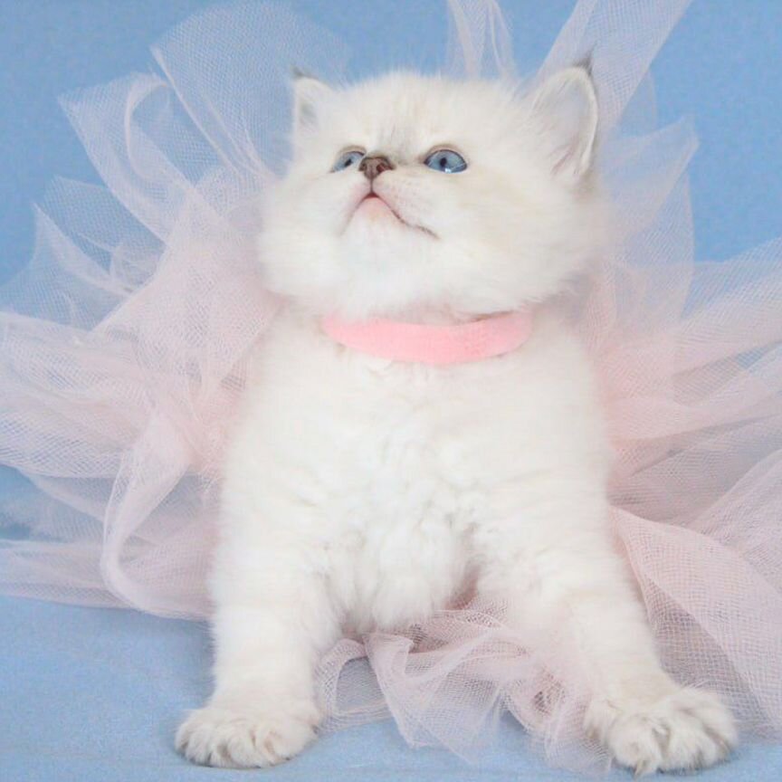 Котенок Невская маскарадная кошка