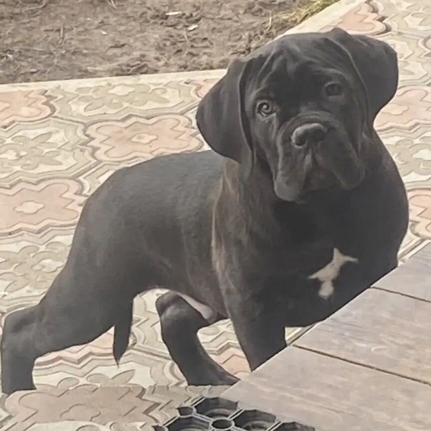 Кане-корсо, щенок