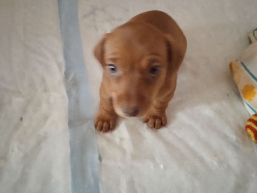 Щенок таксы