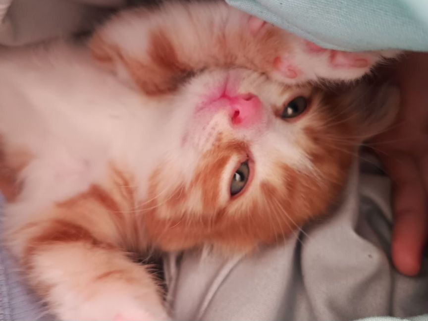 Кошка в дар бесплатно