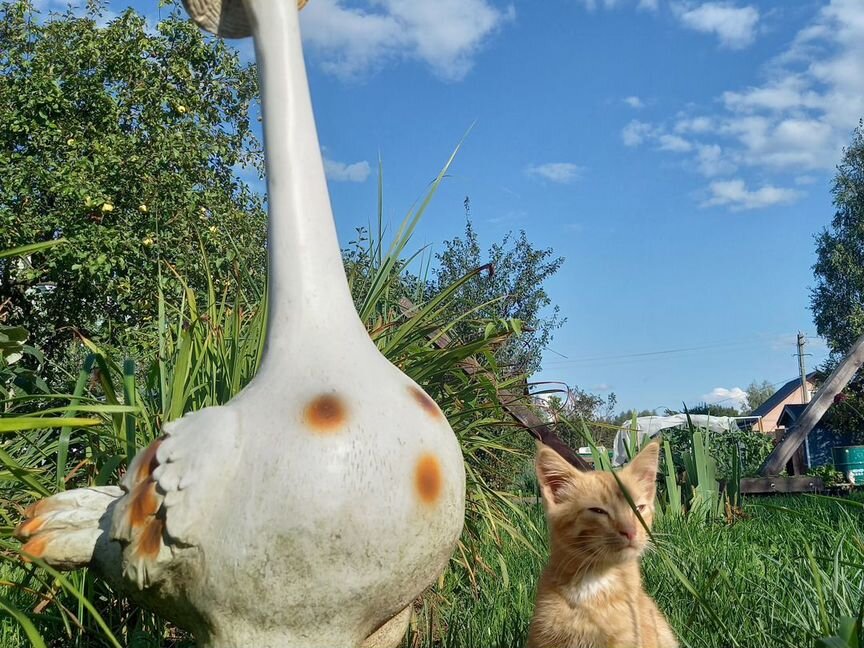 Котенок Лёва ищет семью
