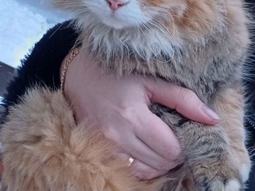 Кошка брошенка