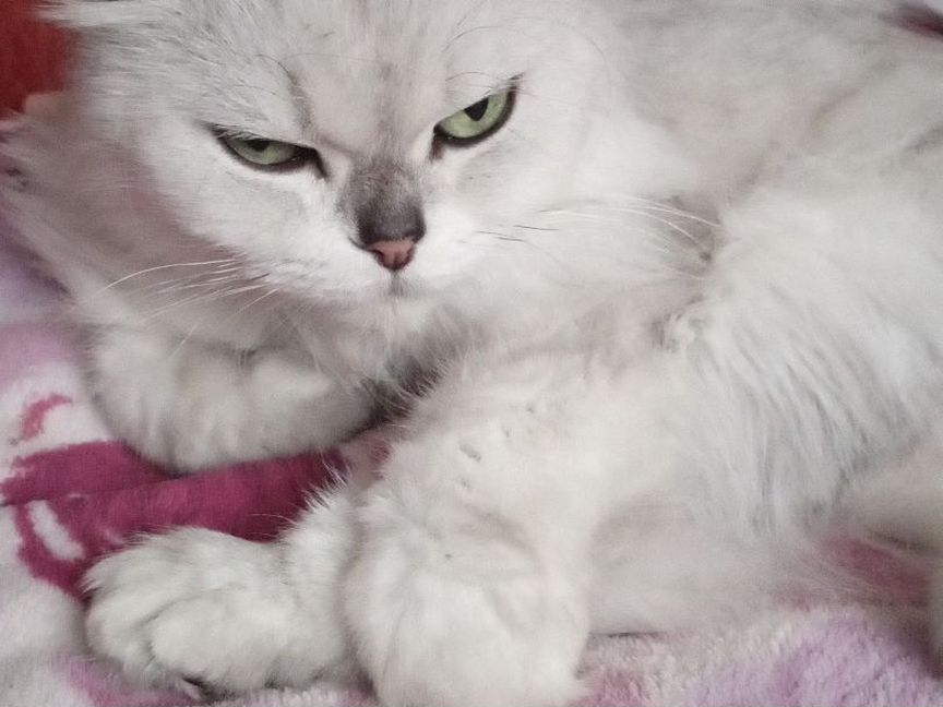 Найдена кошка