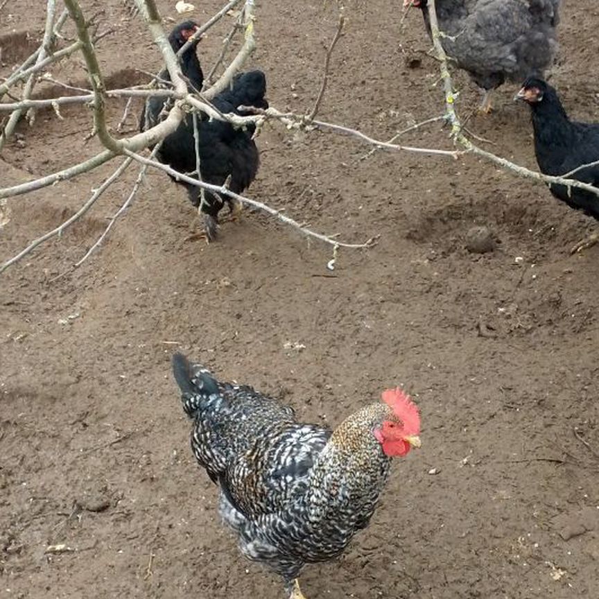 Продам петушков смесь с кокинхином