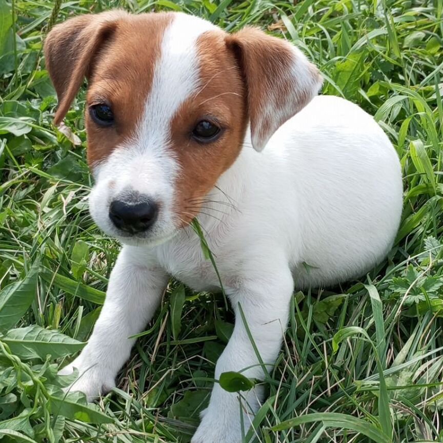 Щенки джек рассел терьер