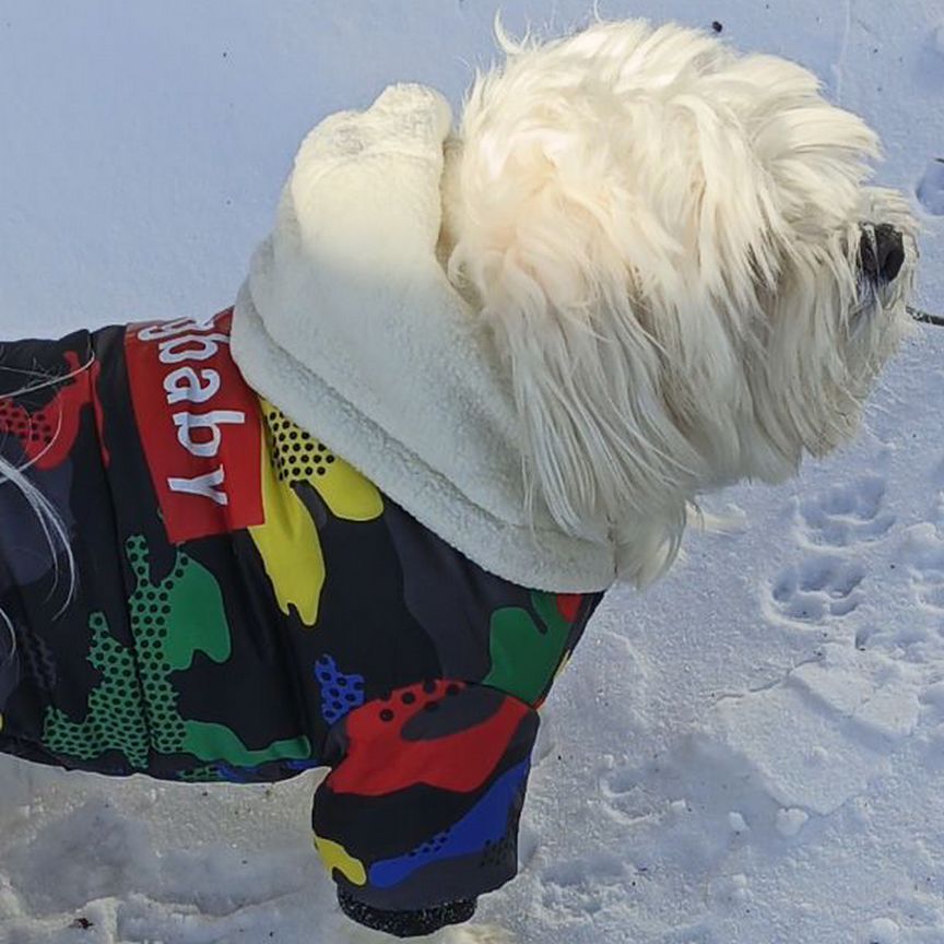 Продам собаку мальтеза