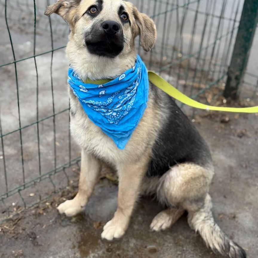 Собака малыш Нафаня ищет семью