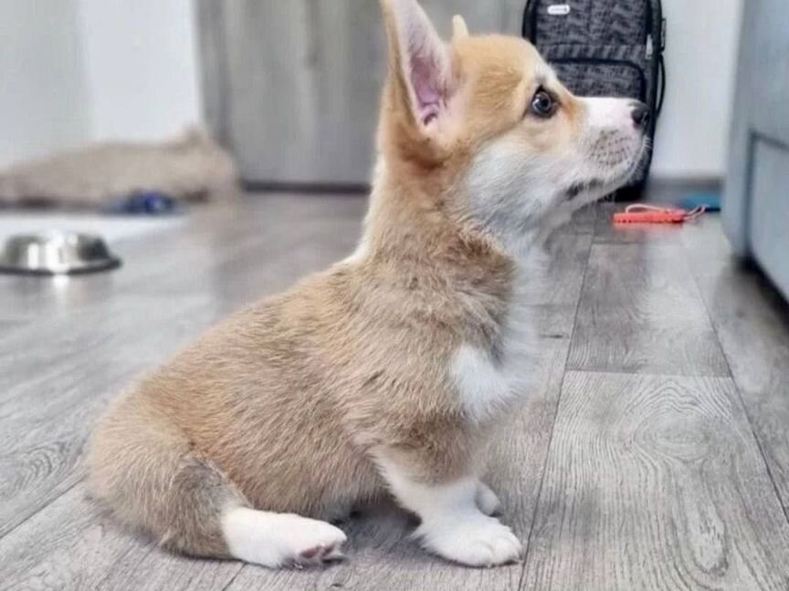 Вельш-корги