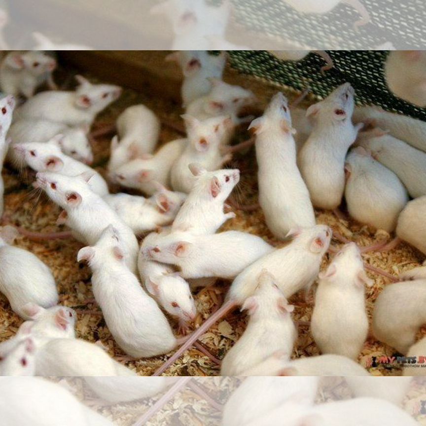 Кормовые мыши замороженные
