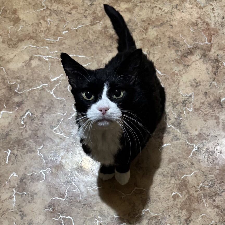 Взрослый кот в добрые руки