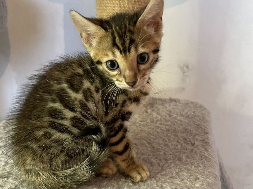 Котята бенгалы
