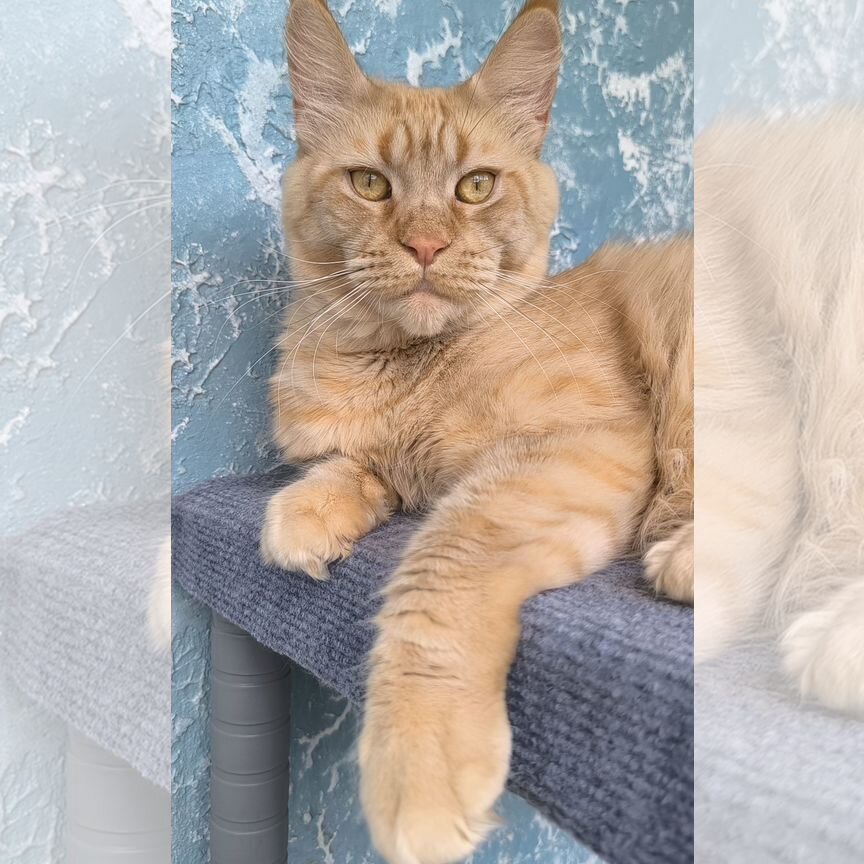 Кошки мейн-кун