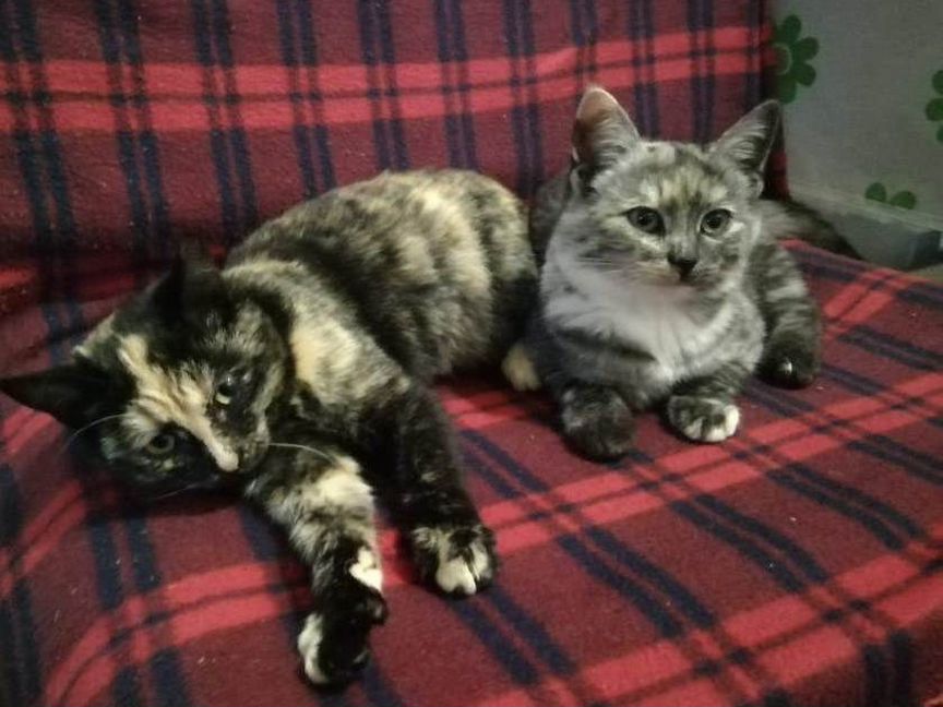 Красивые кошечки в добрые руки