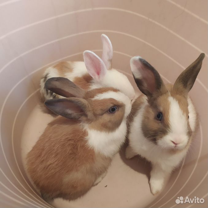 Кролики малыши