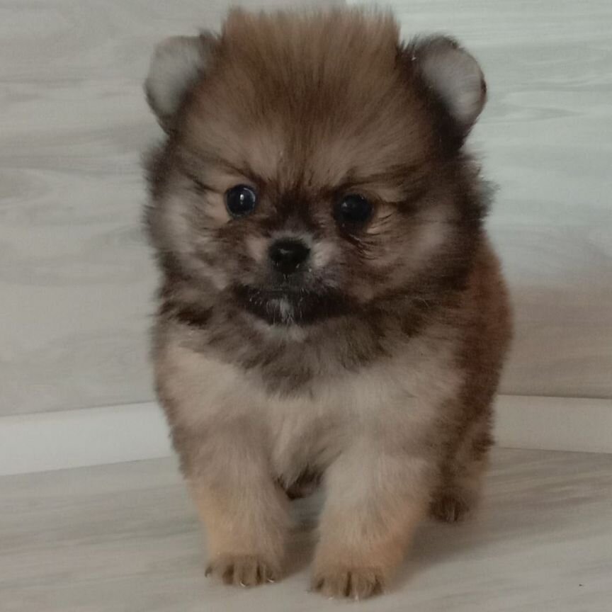 Померанский шпиц