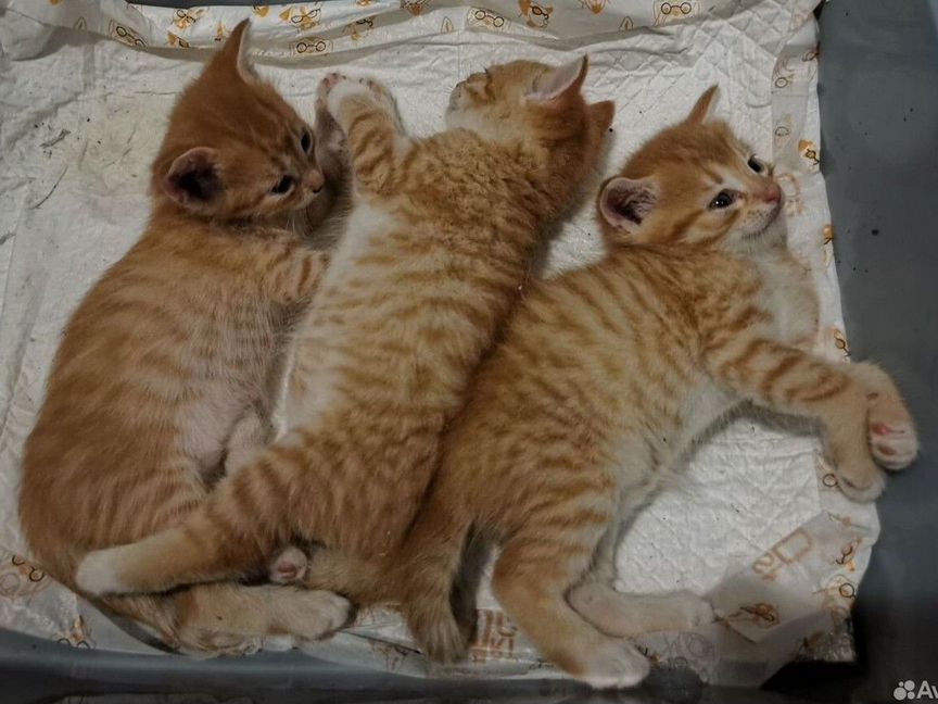 3 рыжие девочки, 1 месяц