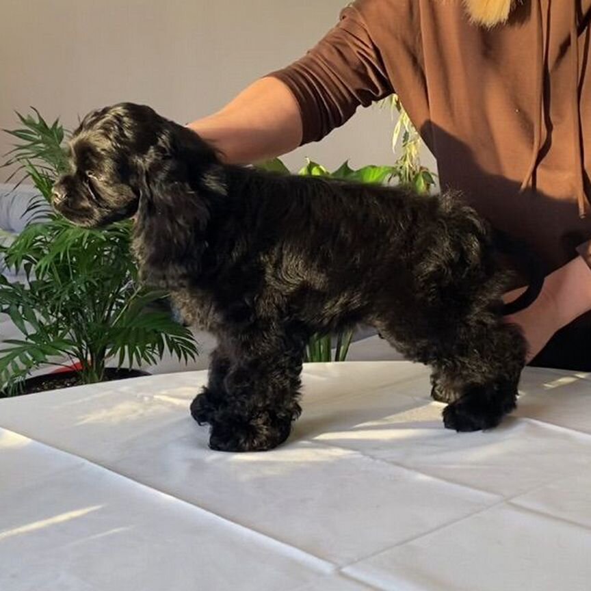 Американский кокер-спаниель, щенок