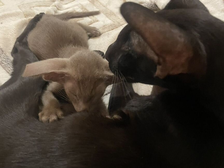 Ориентальная куколка