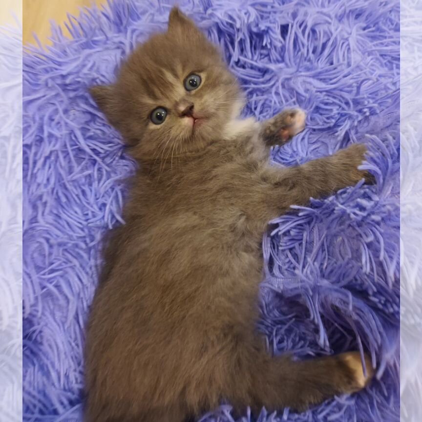 Британский короткошёрстный котёнок