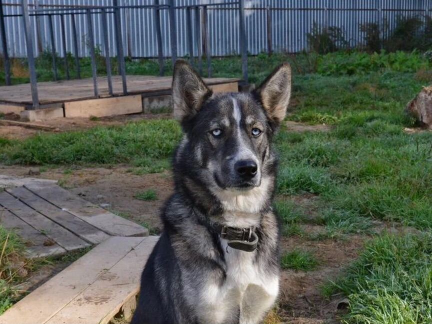 Лайка, хаски, 1 год