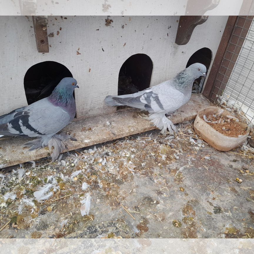 Голуби узбекские бойные