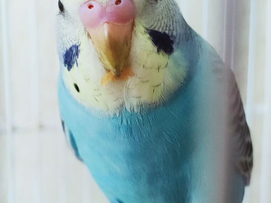 Волнистый попугай, птенец, говорит