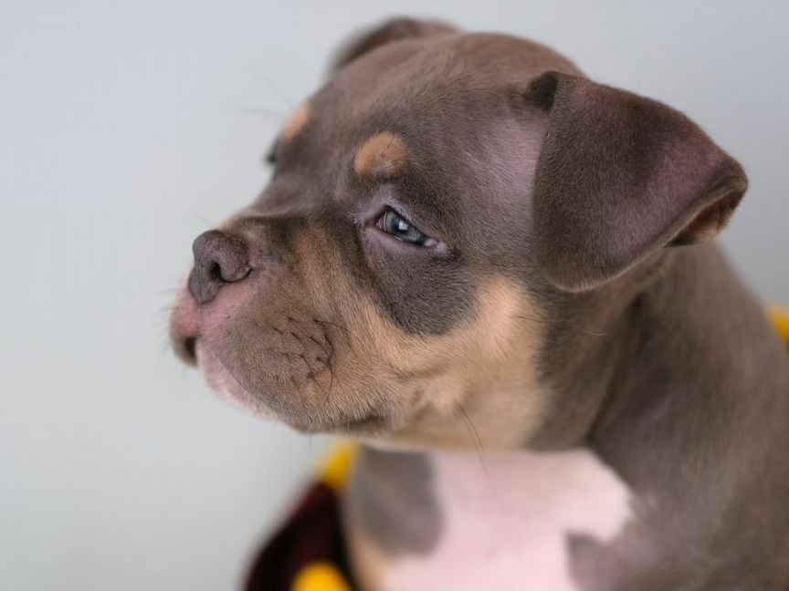 Американский булли