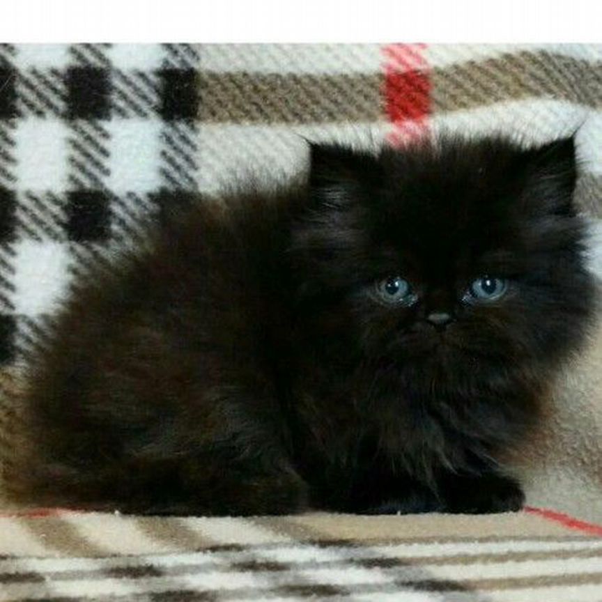 Пушистые малыши