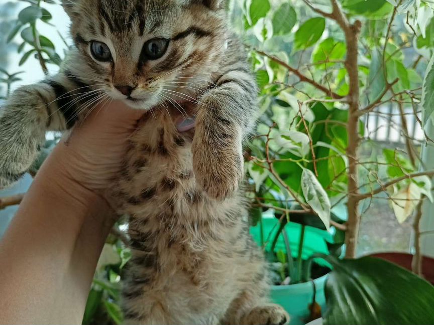 Кошки в добрые руки бесплатно