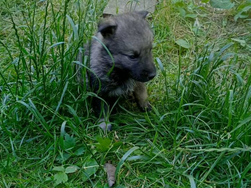 Щенки в добрые руки даром