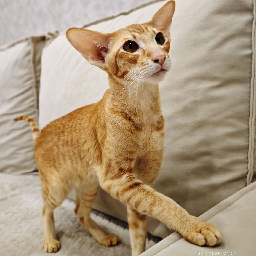 Ориентальный, взрослый кот