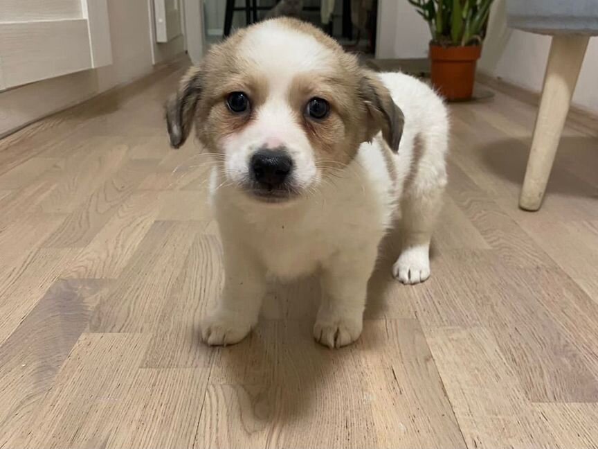 Щенок девочка