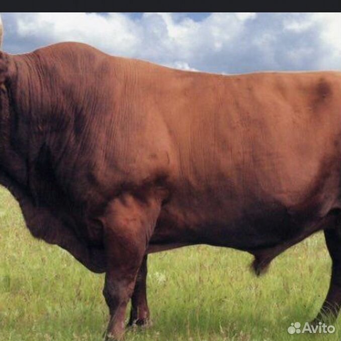 Быки и телки на мясо