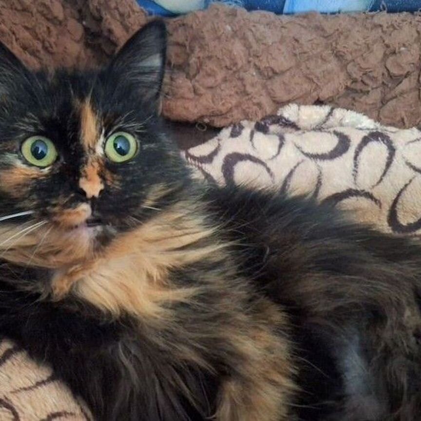 Мини-киска 1кг.800гр