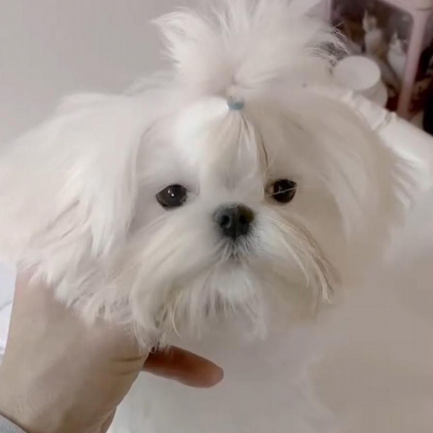 Мальтийская болонка девочка микро