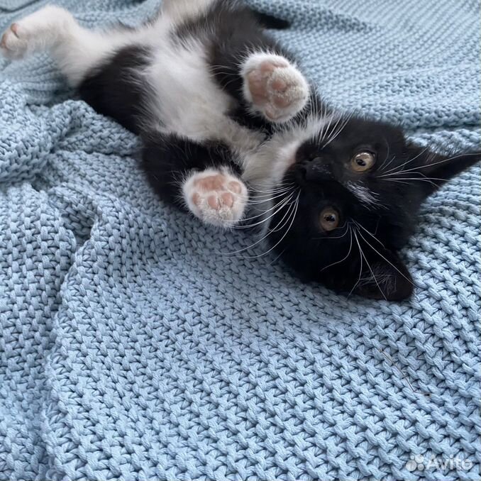 Котенок Шанель с окрасом скунса