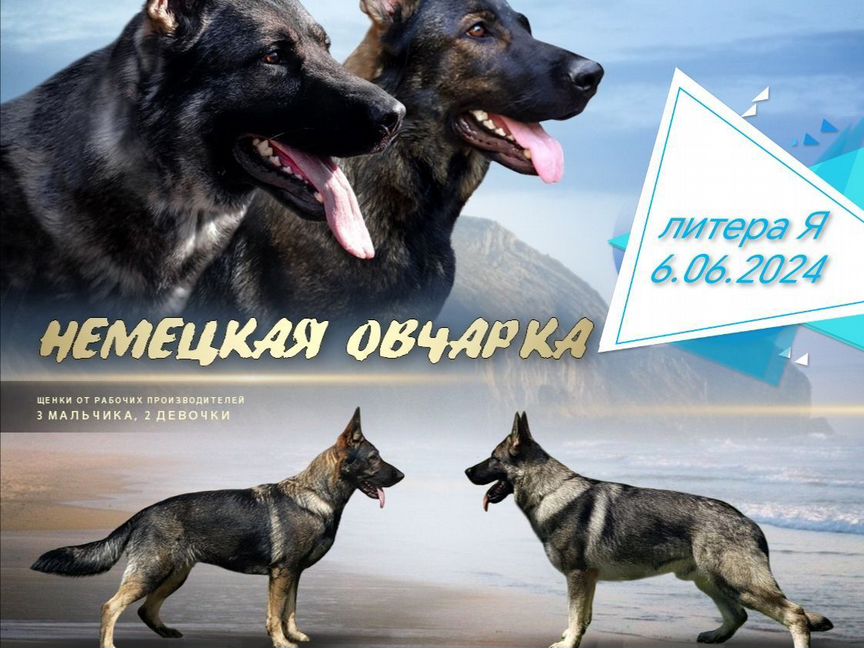 Щенки немецкой овчарки рабочего разведения