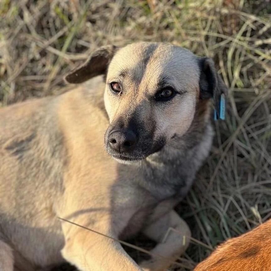 Даша ищет дом